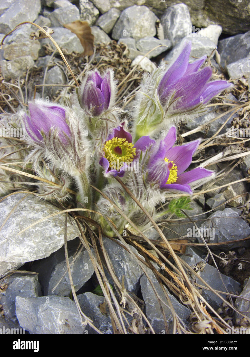 pasque flower (Pulsatilla halleri), blooming plant Stock Photo - Alamy