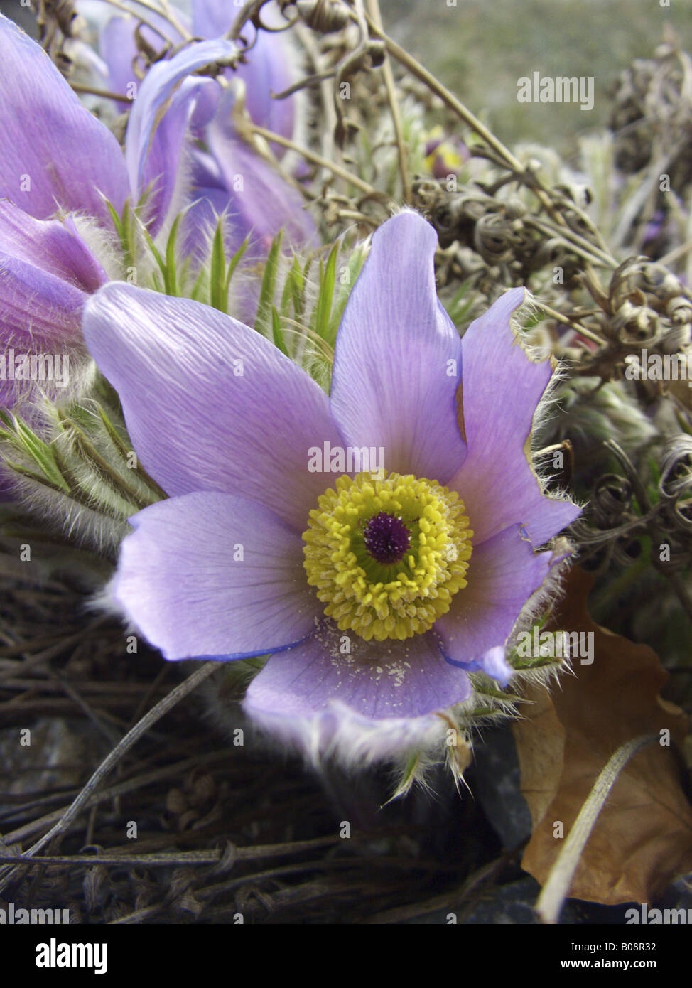 Pulsatilla halleri hi-res stock photography and images - Alamy