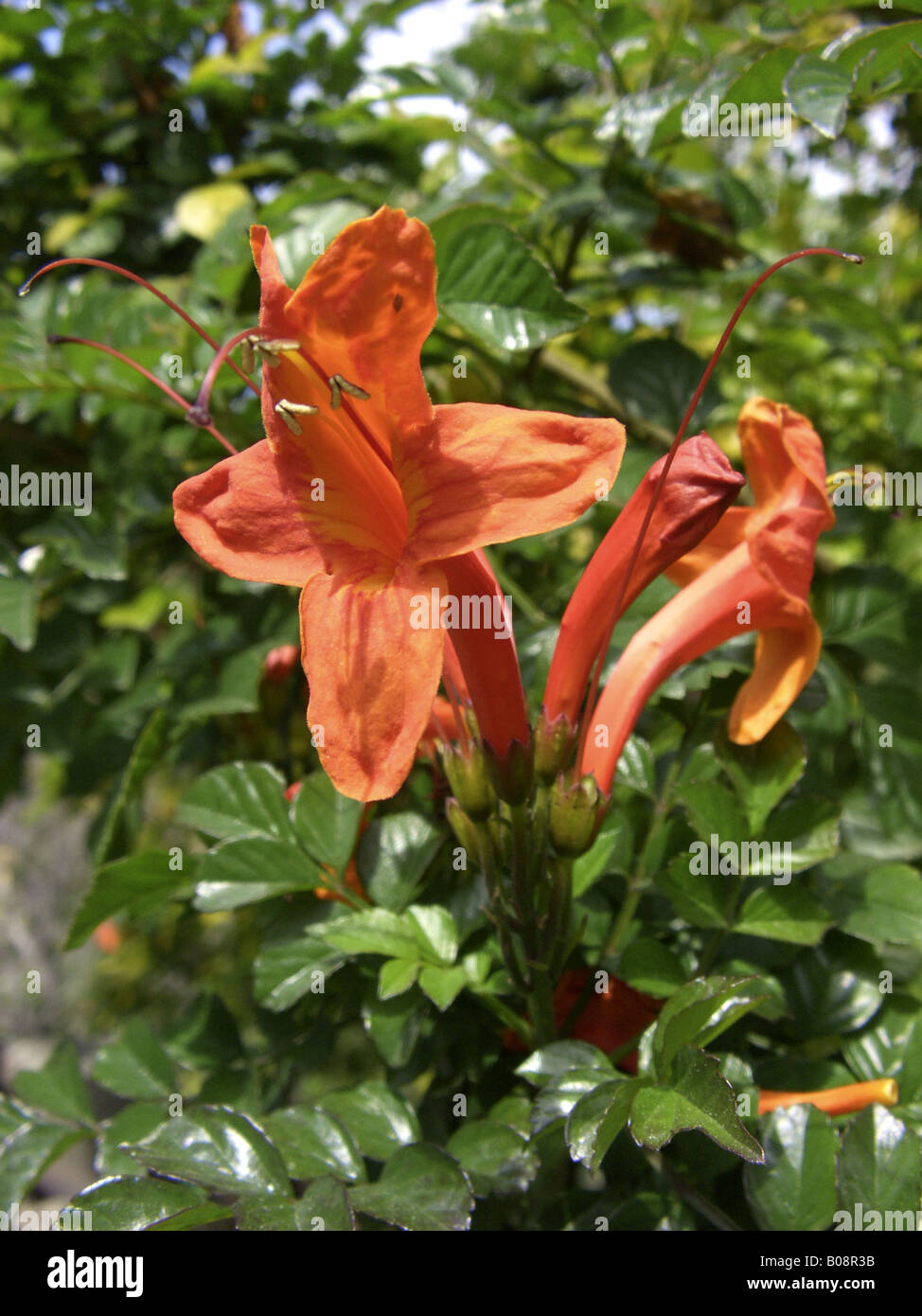 Cape honeysuckle tecomaria capensis hi-res stock photography and images ...