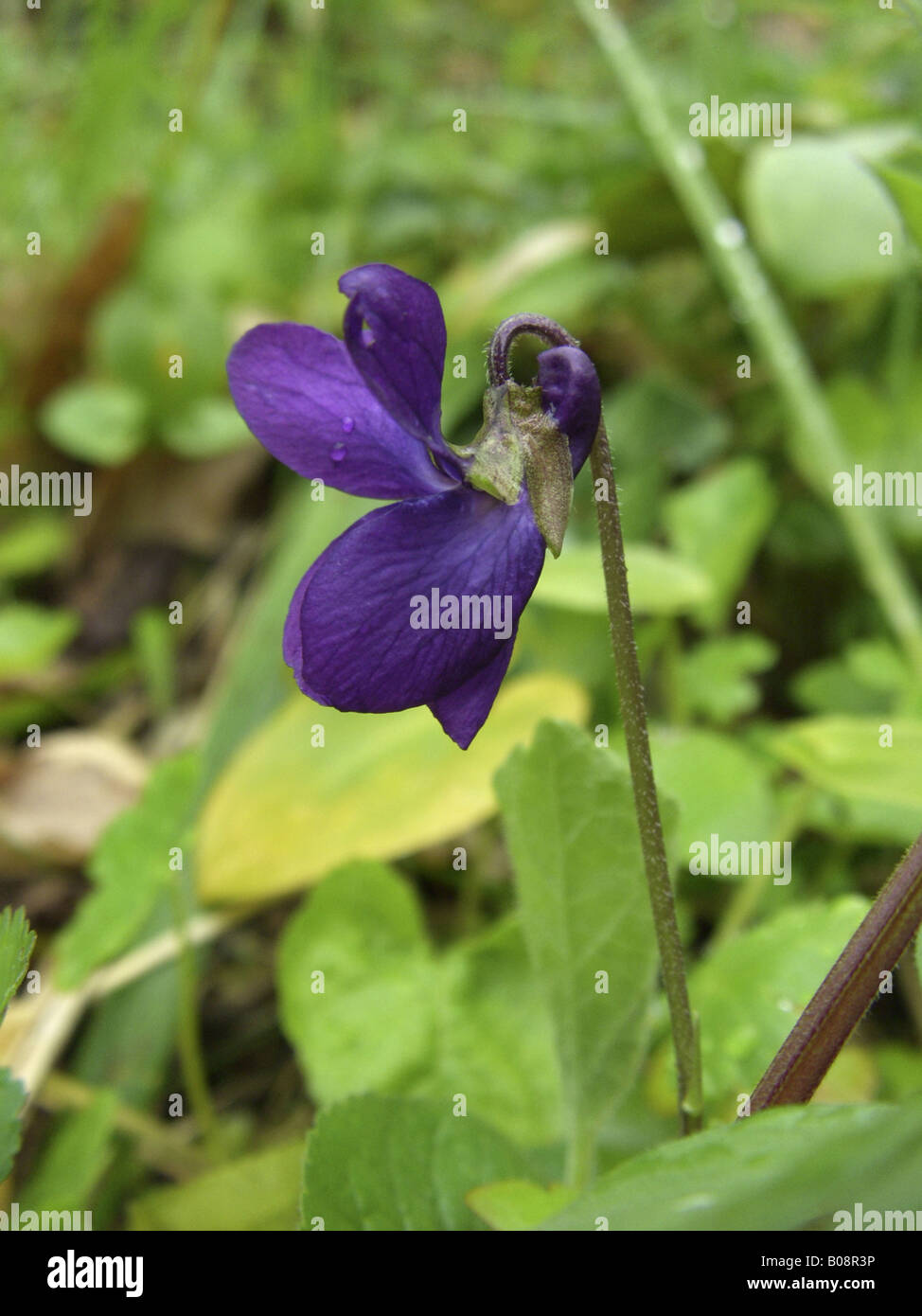 English violet, sweet violet (Viola odorata), single blossom Stock ...