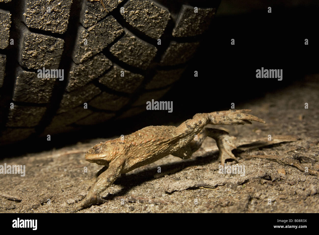 European common toad (Bufo bufo), jumping in front of car tire, Germany ...