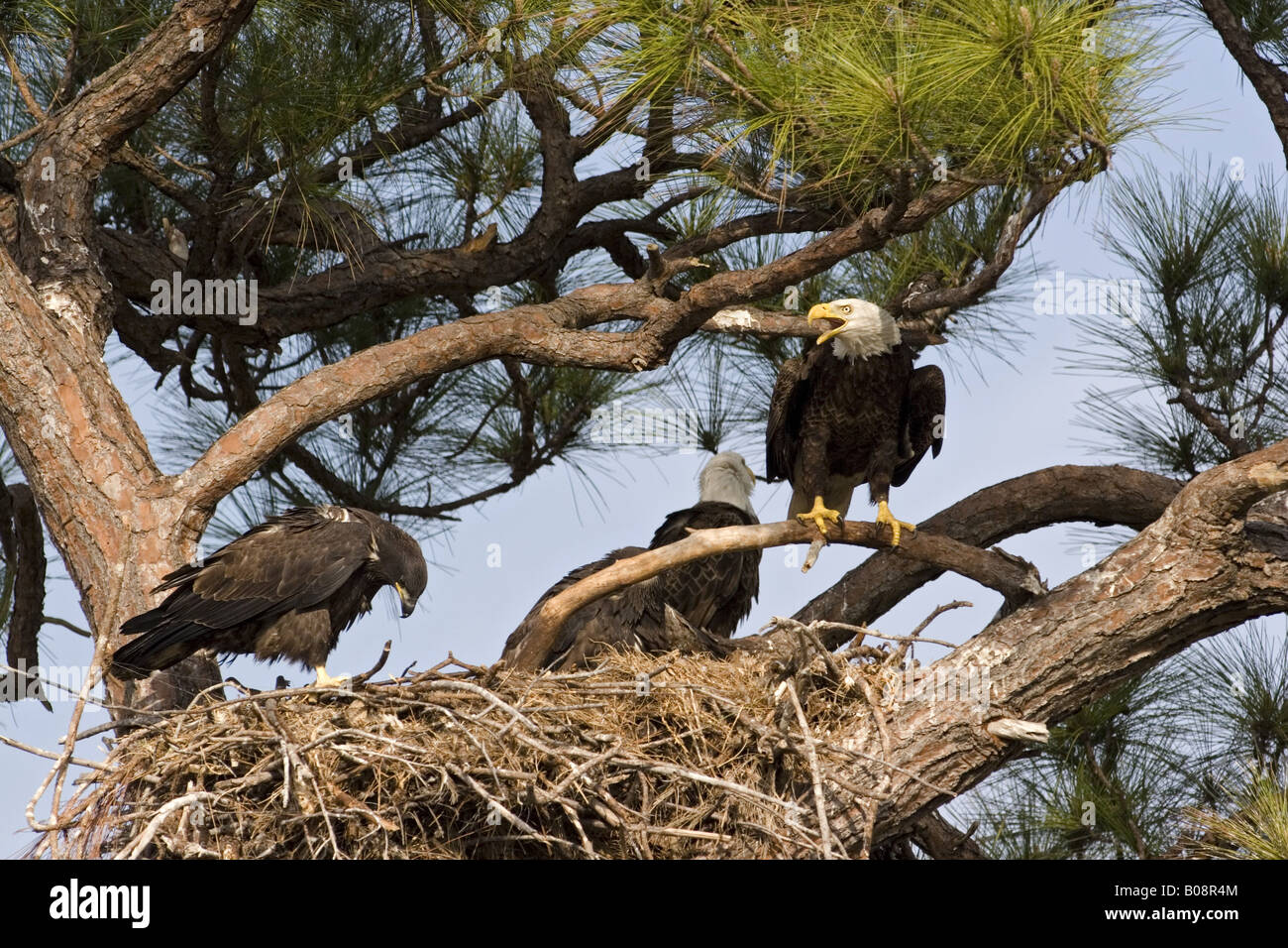 American bald eagle (Haliaeetus leucocephalus), family at the nest, USA ...