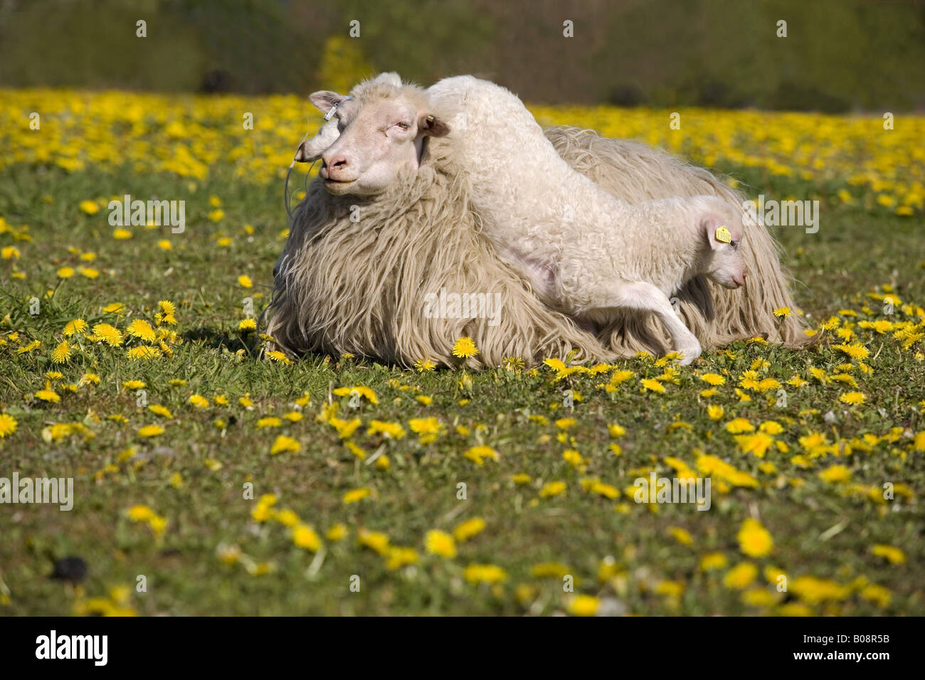 domestic sheep (Ovis ammon f. aries), female with lamb on its' back ...
