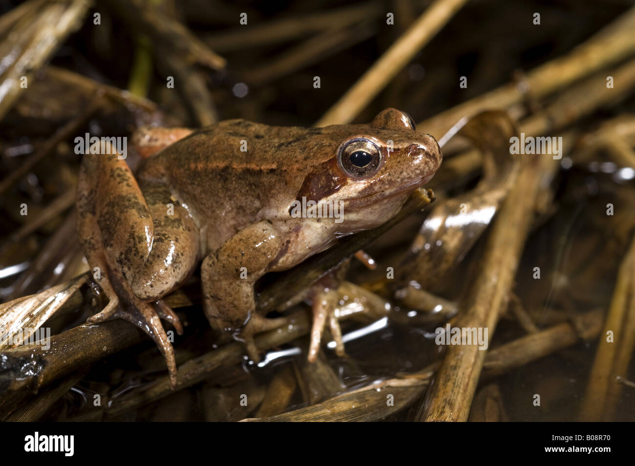 Italian agile frog ticino hi-res stock photography and images - Alamy