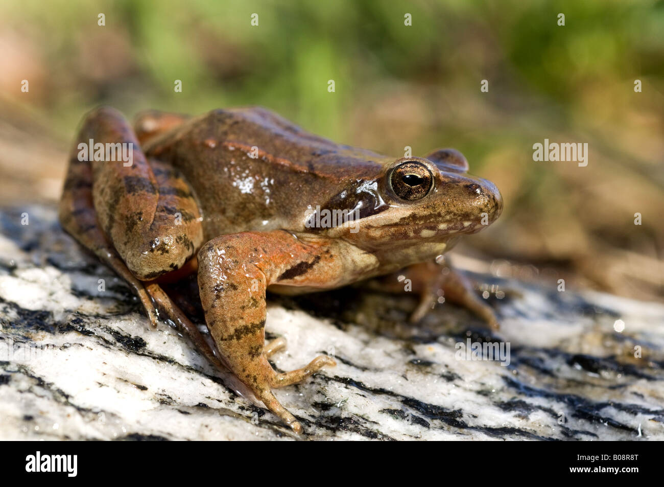 Italian Agile Frog (Rana latastei), sitting on a stone, Switzerland ...