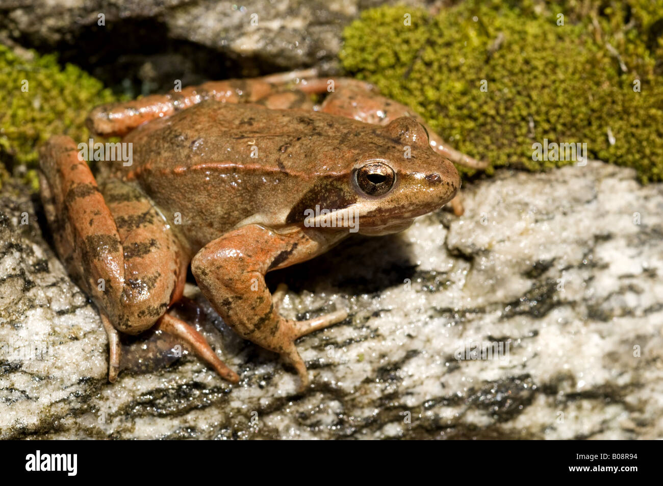 Italian Agile Frog (Rana latastei), sitting on a stone, Switzerland ...