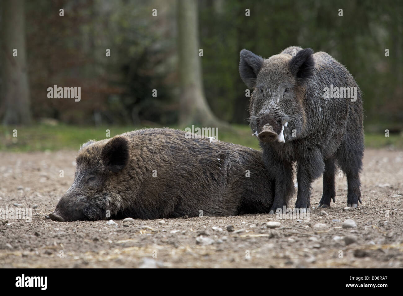 Two pigs standing side by side hi-res stock photography and images - Alamy