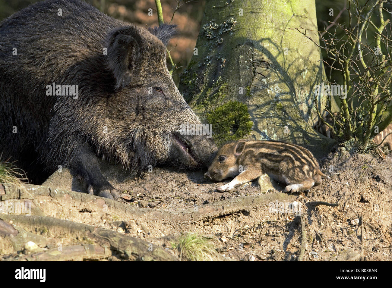 domestic pig (Sus scrofa f. domestica), female with shote, Germany ...