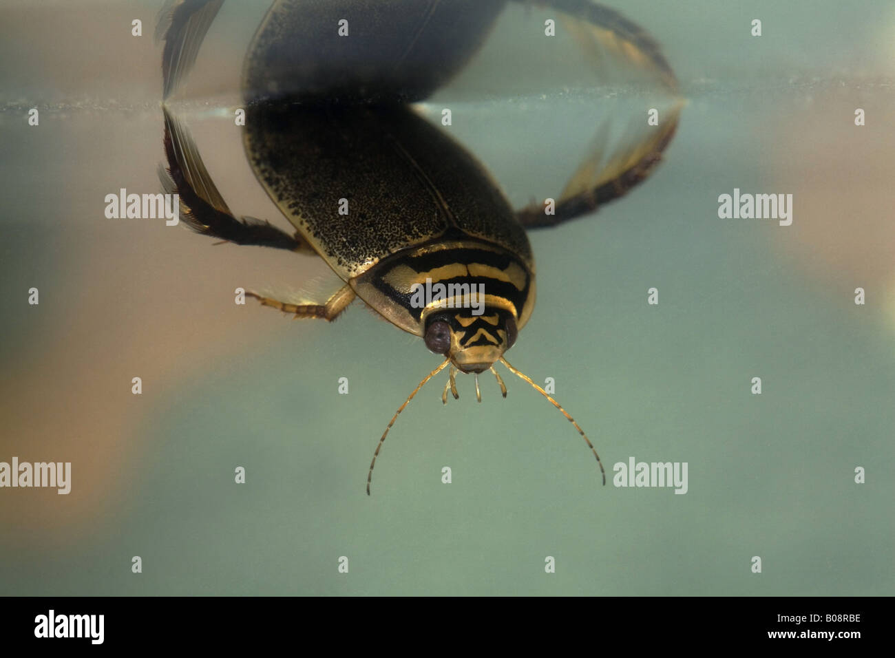 pond beetle, common pond beetle (Acilius sulcatus), diving, Germany ...