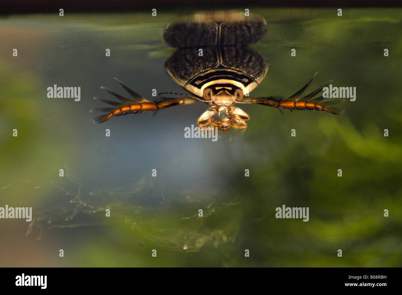 pond beetle, common pond beetle (Acilius sulcatus), diving, Germany ...