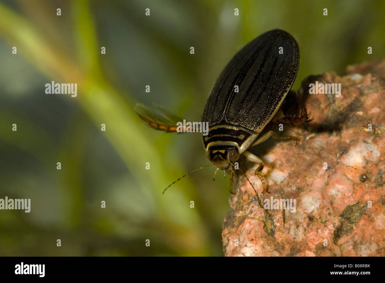 pond beetle, common pond beetle (Acilius sulcatus), diving, Germany ...
