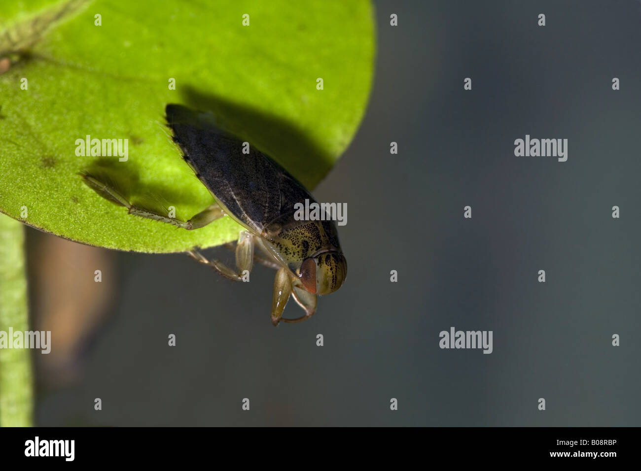 saucer bug (Ilyocoris cimicoides), diving at a leaf, Germany, Schleswig ...