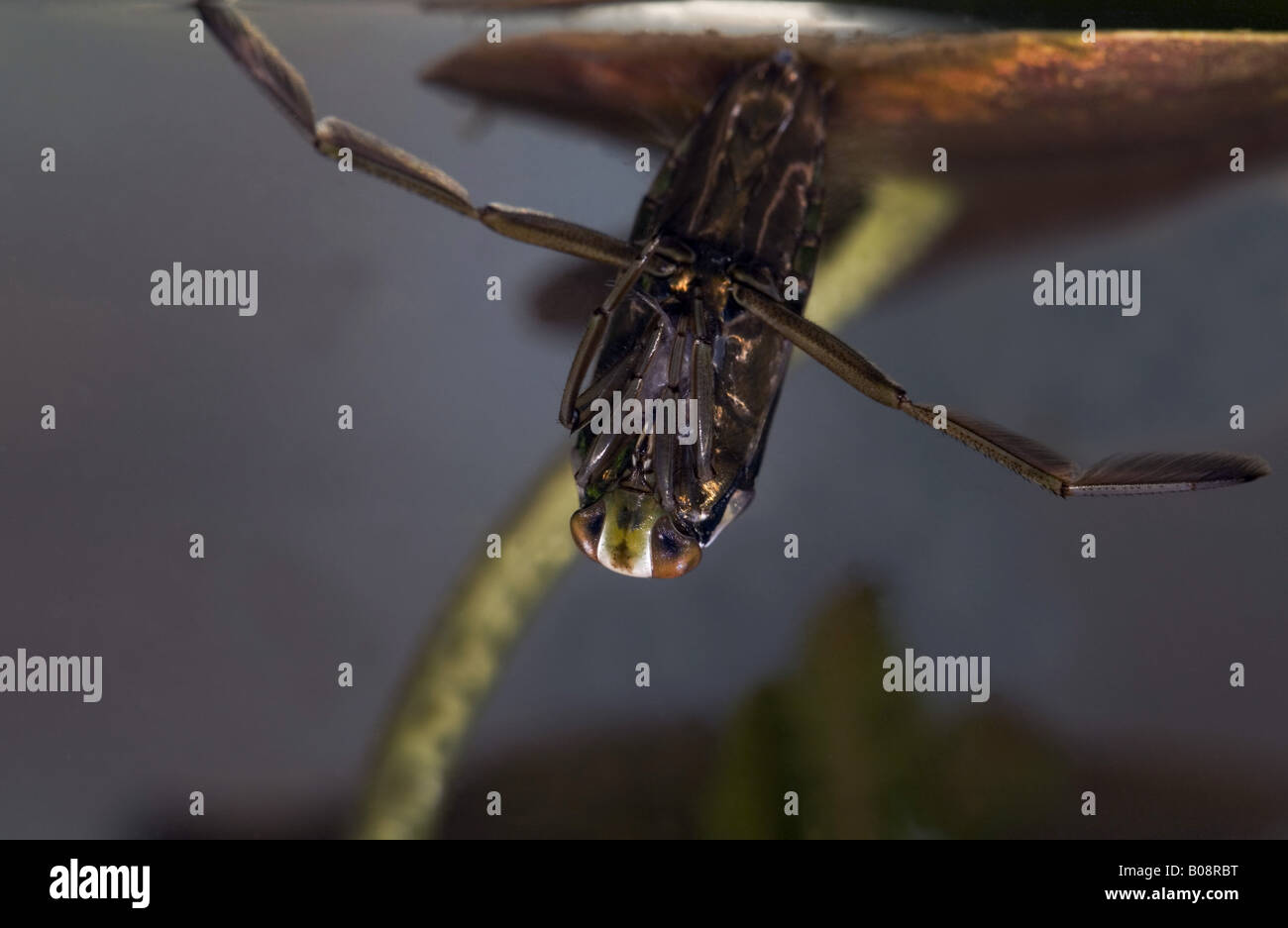 backswimmers (water boatmen) (Notonectidae), swimming under water ...