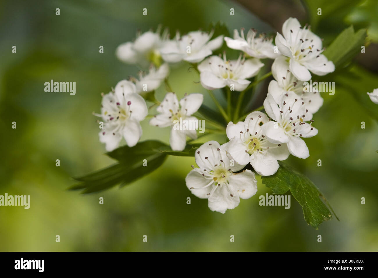 South western ns hi-res stock photography and images - Alamy