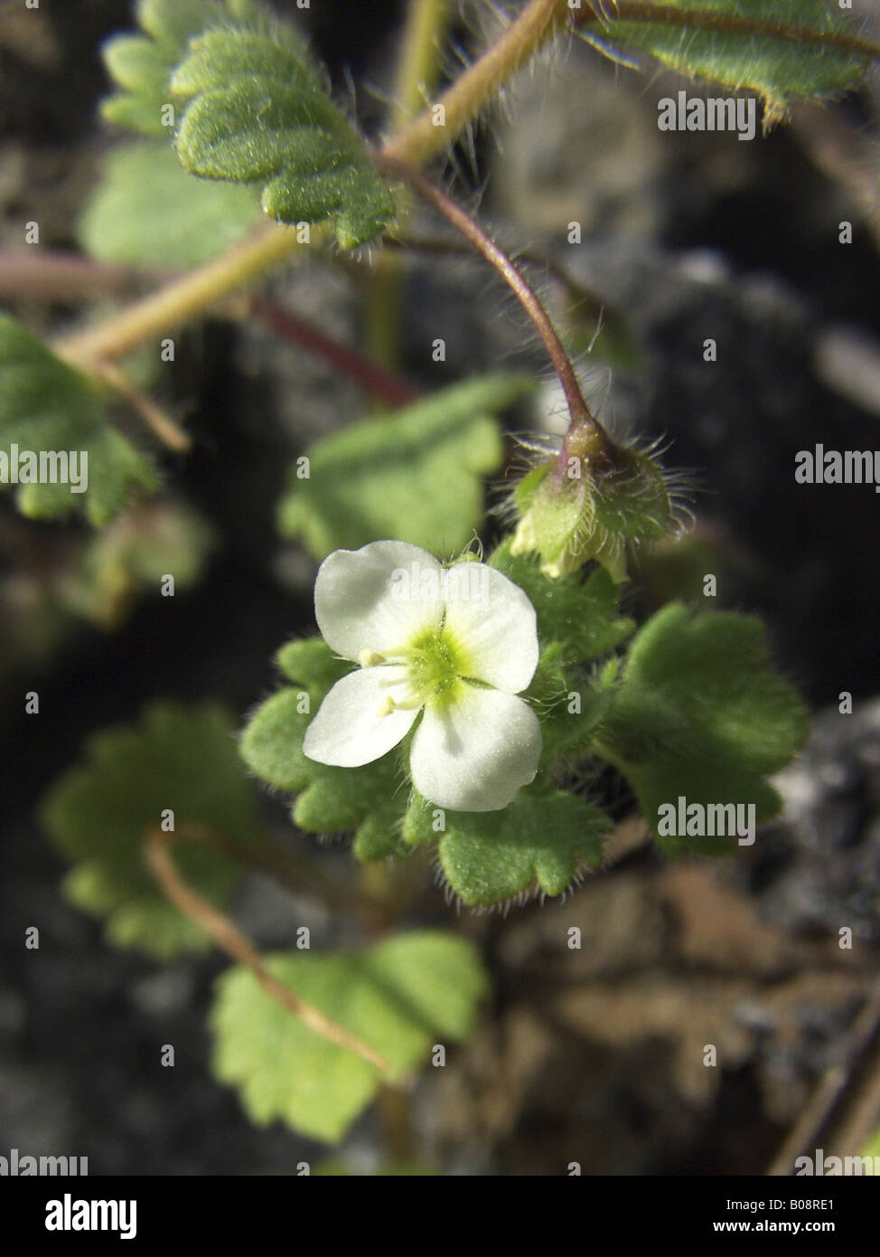 Glandular speedwell hi-res stock photography and images - Alamy