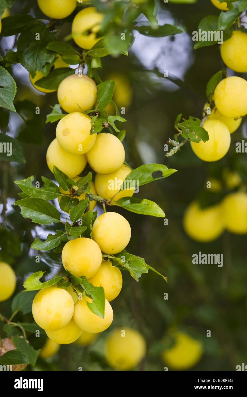 mirabelle plum, mirabelle prune (Prunus domestica syriaca, Prunus ...