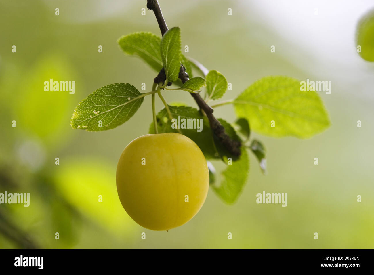 mirabelle plum, mirabelle prune (Prunus domestica syriaca, Prunus ...