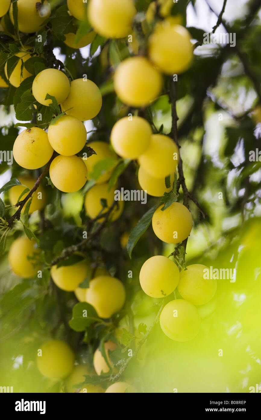 mirabelle plum, mirabelle prune (Prunus domestica syriaca, Prunus ...