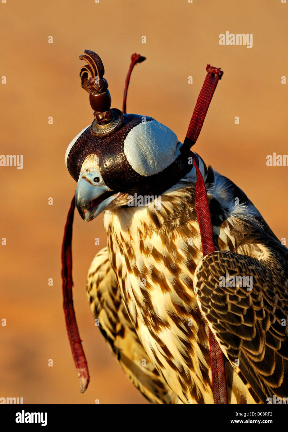 Gyrfalcon or Gyr Falcon (Falco rusticolus) with a crest, Oman, Middle ...