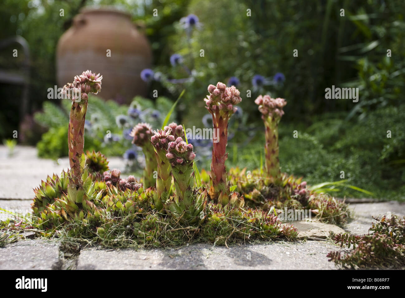 hen-and-chickens, house-leek, houseleek, common houseleek (Sempervivum ...
