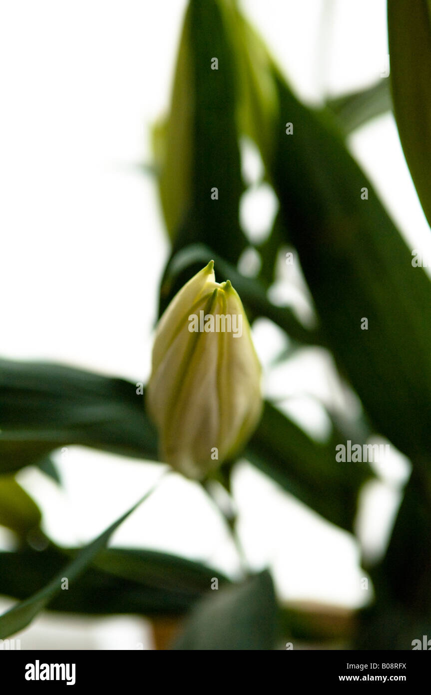 Unopened white lilies in front of bright window Stock Photo - Alamy