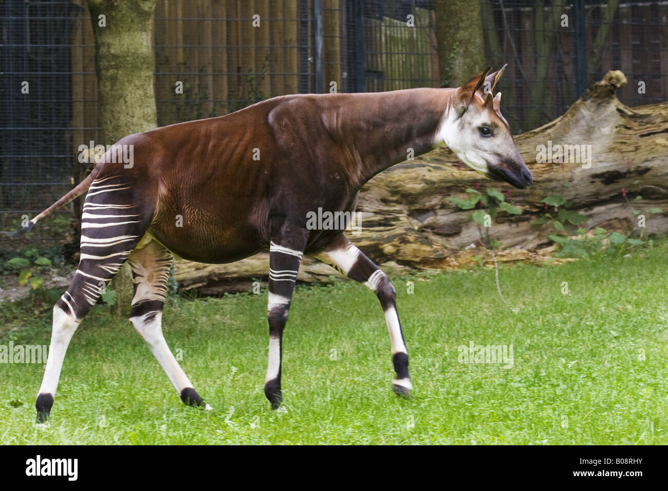 Okapi Walking Birth Of Rare Okapi At Zoo Is Inspiring Hope For One Of