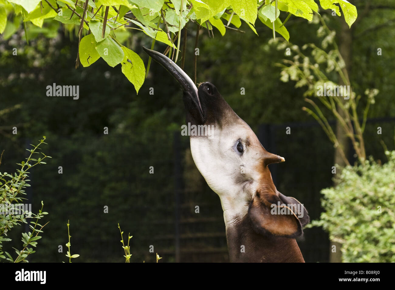 okapi (Okapia johnstoni), browsing with its' tongue Stock Photo - Alamy