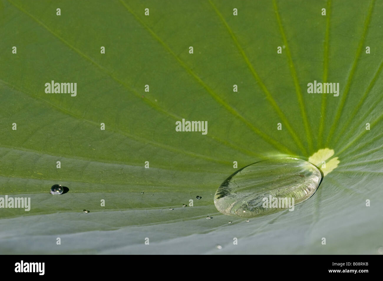 East Indian lotus (Nelumbo nucifera), lotus effect, rolling off ...