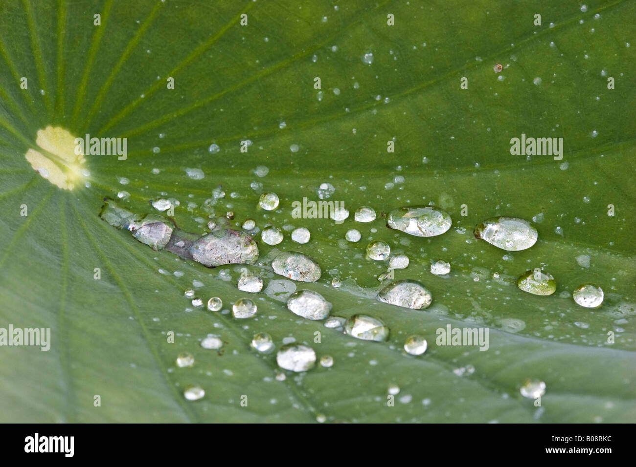 East Indian lotus (Nelumbo nucifera), lotus effect, rolling off ...