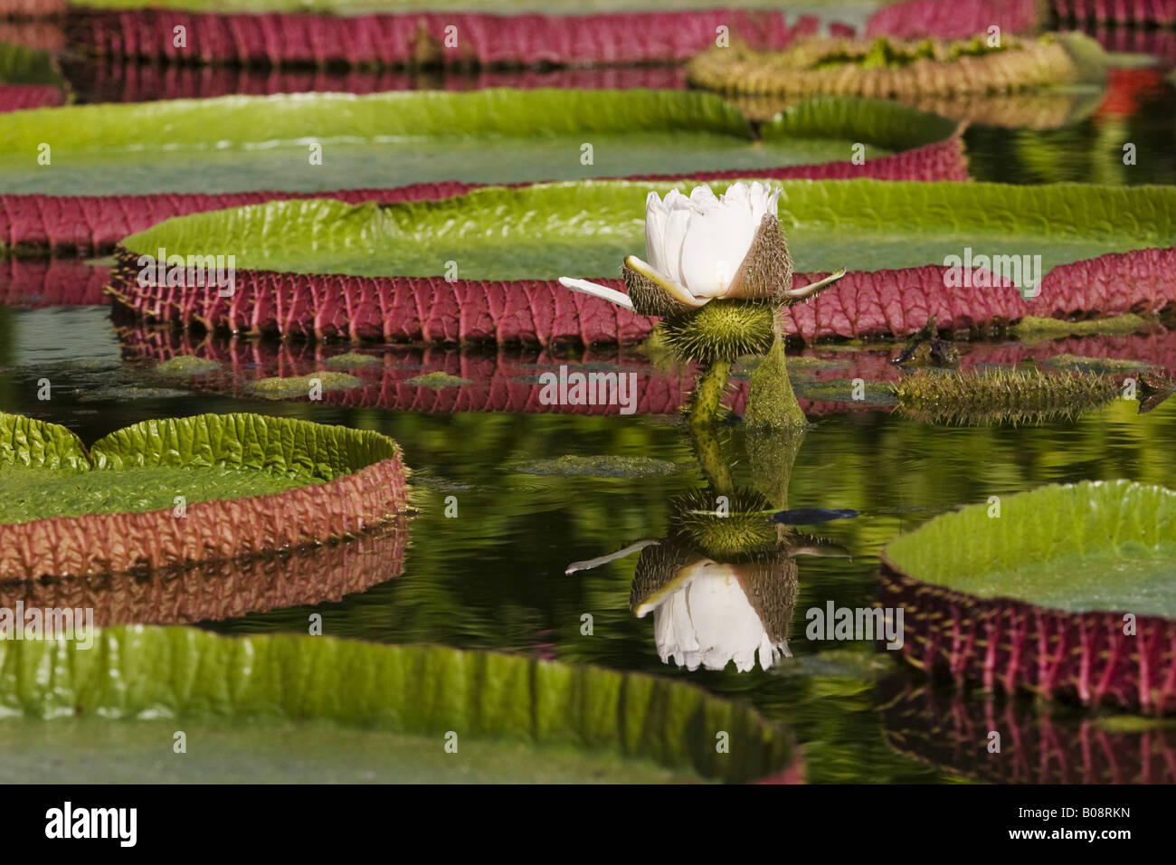 giant water lily, Amzon water lily (Victoria amazonica, Victoria regia), flower and floating ...