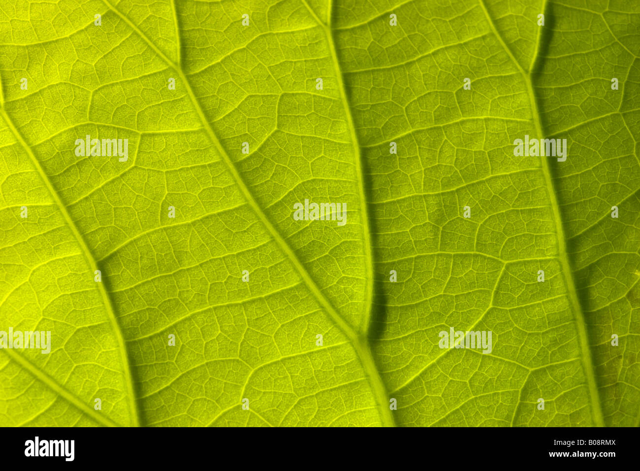 East Indian lotus (Nelumbo nucifera), structure of a leaf in backlight ...