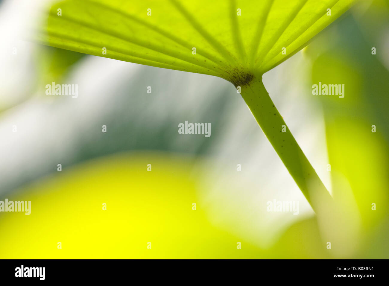 Lotus structure hi-res stock photography and images - Alamy