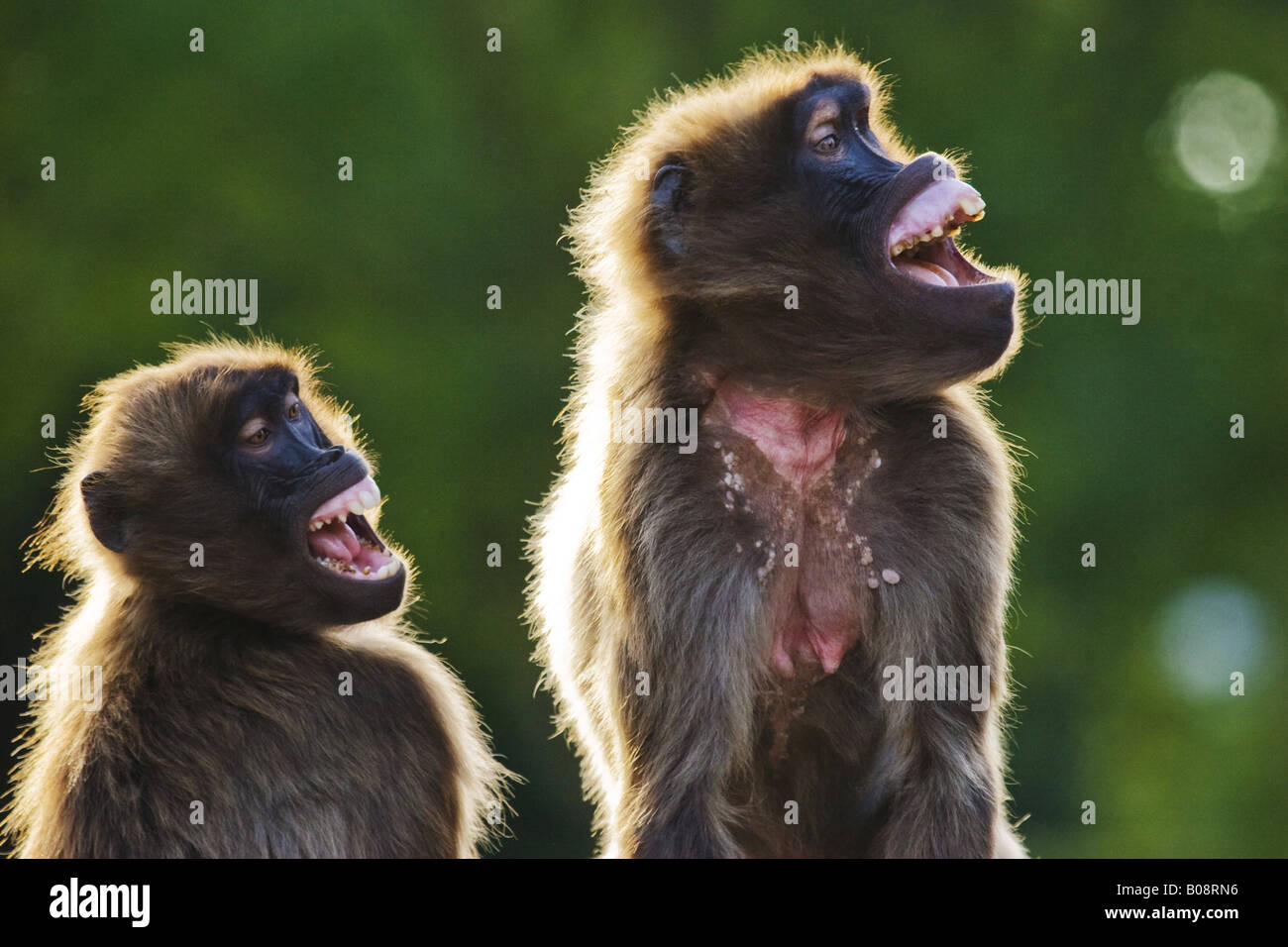 Close up photos of apes hi-res stock photography and images - Alamy