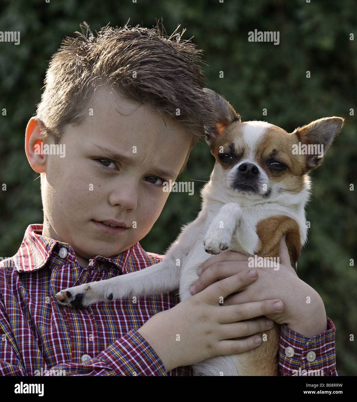 Chihuahua (Canis lupus f. familiaris), 8 year old boy with Chihuahua in ...