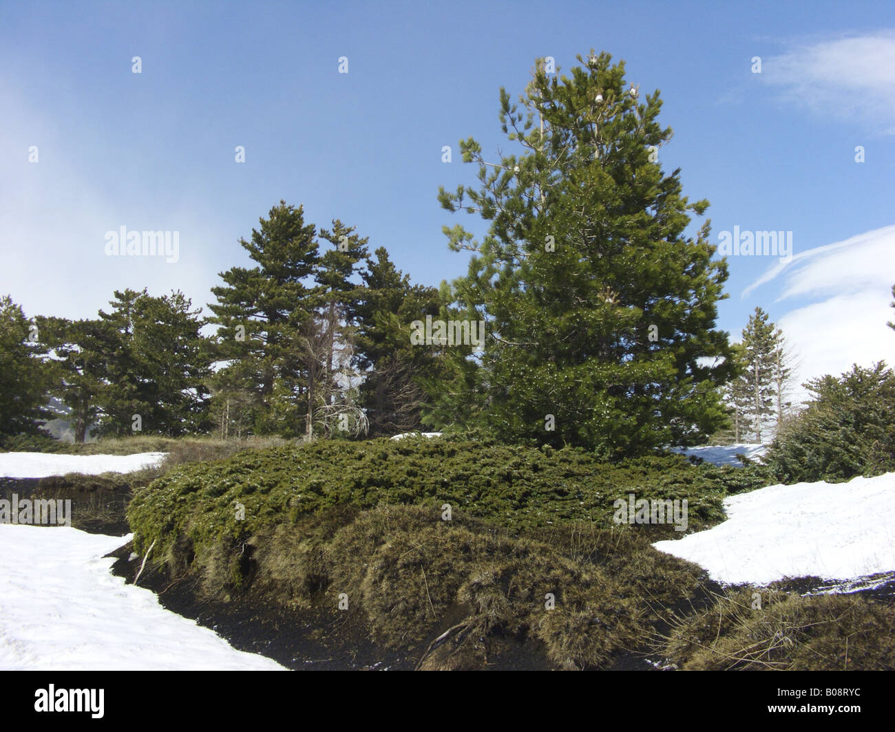 juniper (Juniperus hemisphaerica, Juniperus communis ssp. hemisphaerica ...