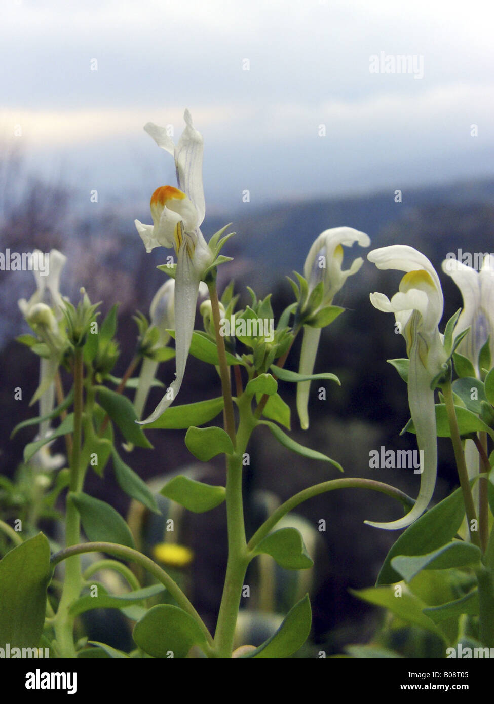 Reflexed fruit hi-res stock photography and images - Alamy
