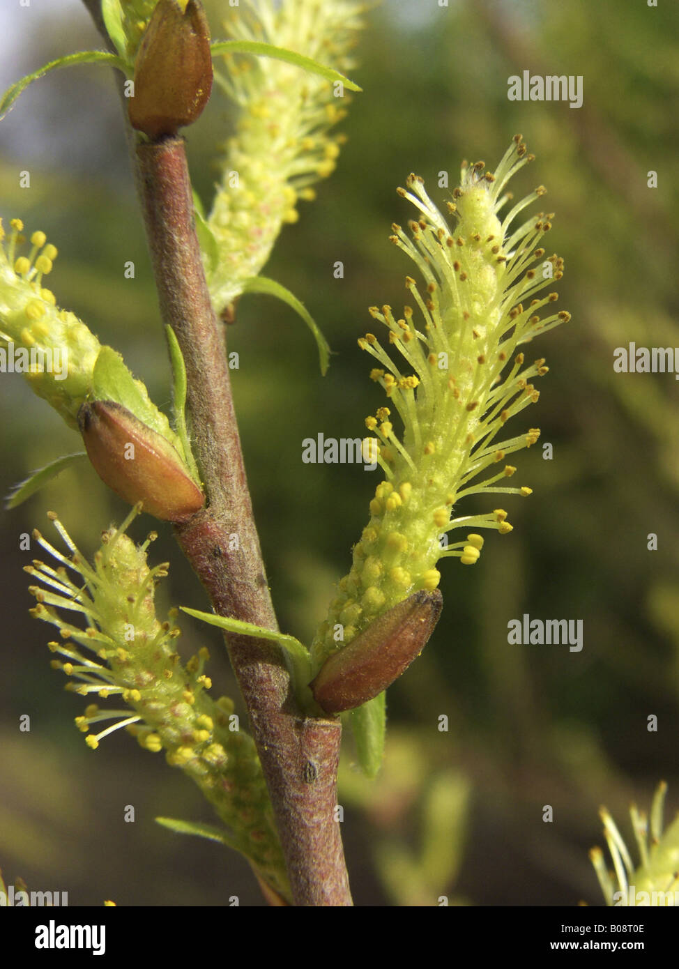 Long Leaf Willow, Sandbar Willow (Salix interior, Salix exigua ...