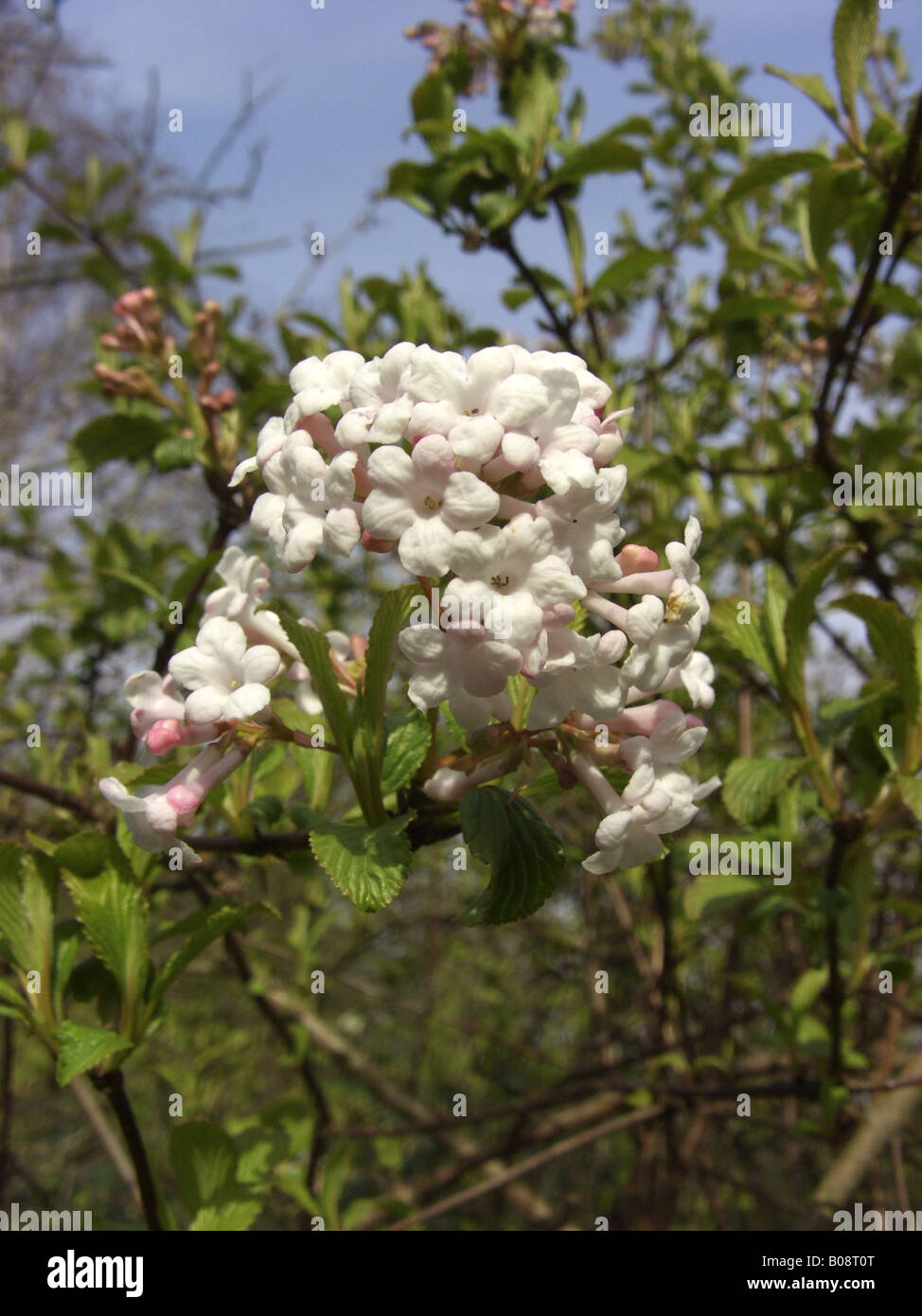 Fragrant viburnum viburnum farreri hi-res stock photography and images ...