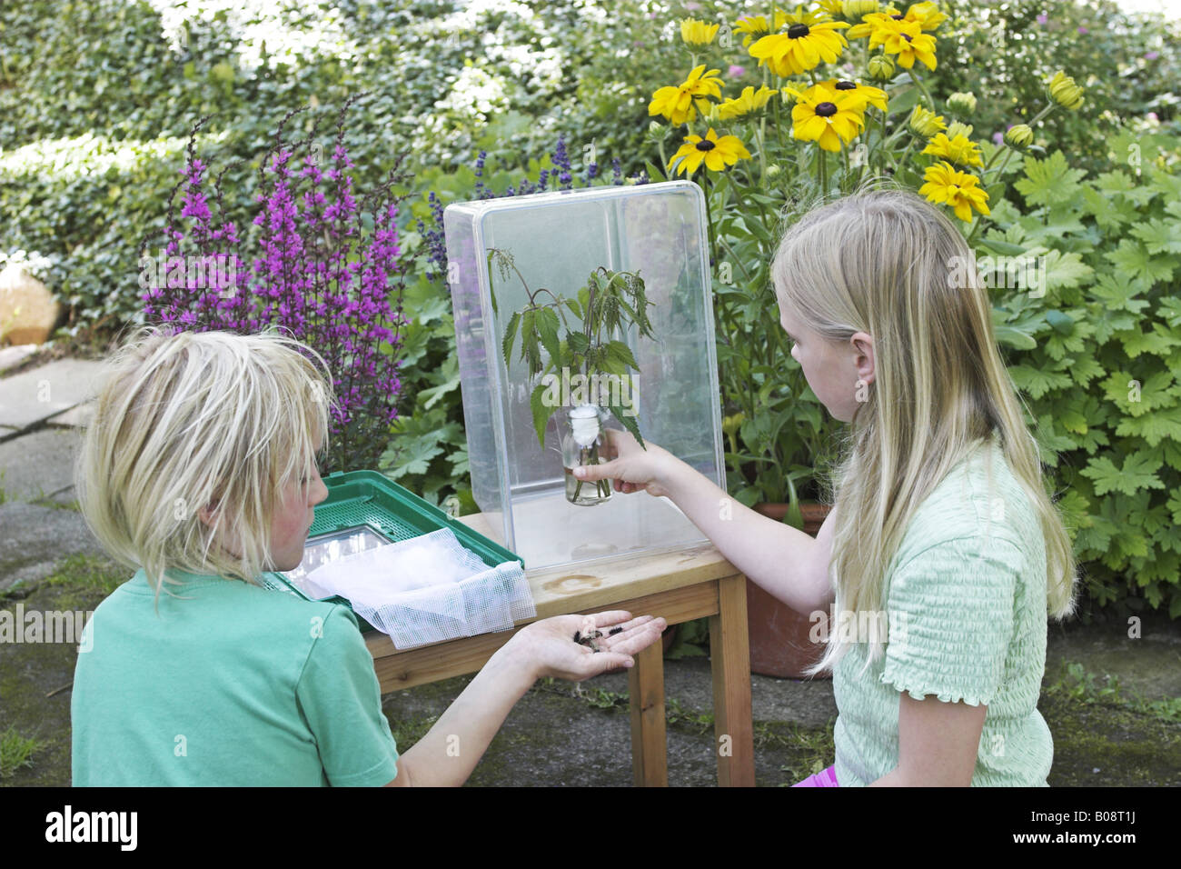 children breeding caterpillars Stock Photo - Alamy