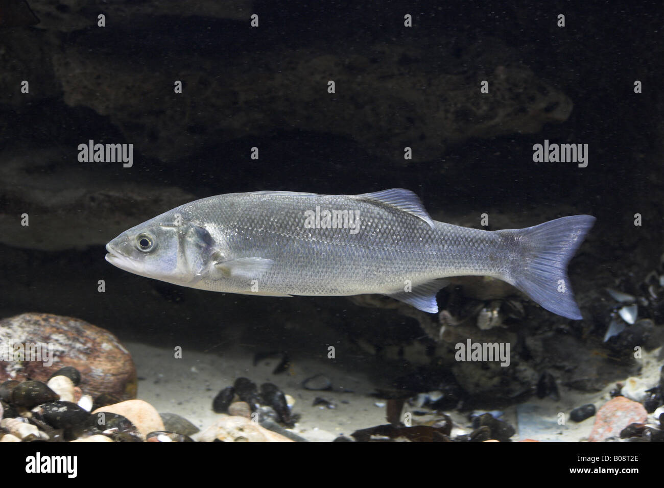 bass, sea bass, European sea bass (Dicentrarchus labrax, Roccus labrax ...