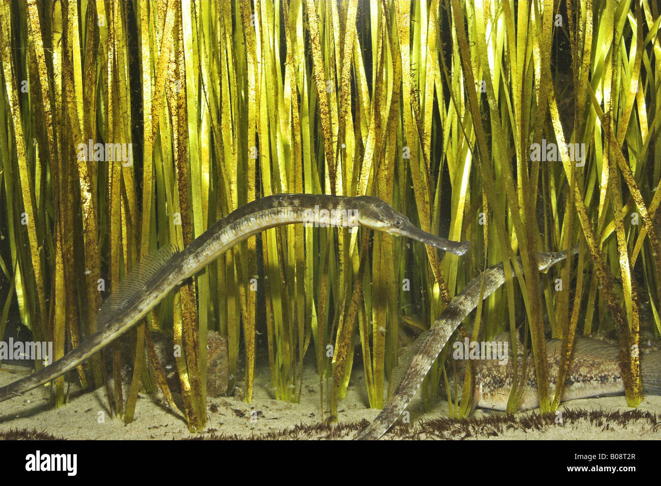 great pipefish, greater pipefish (Syngnathus acus), camouflaged between ...