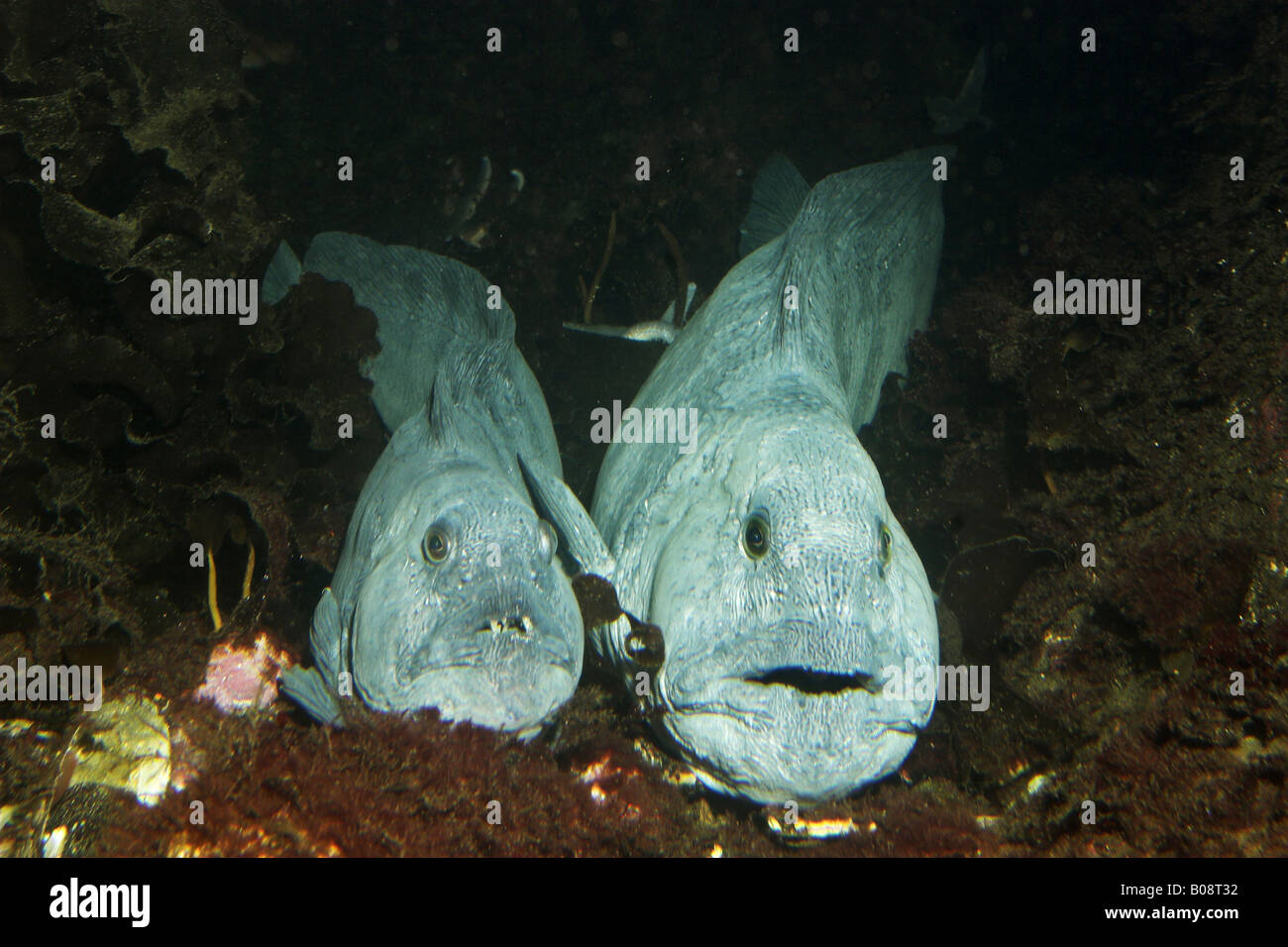 Atlantic wolffish, wolffish, cat fish, catfish (Anarhichas lupus), two ...