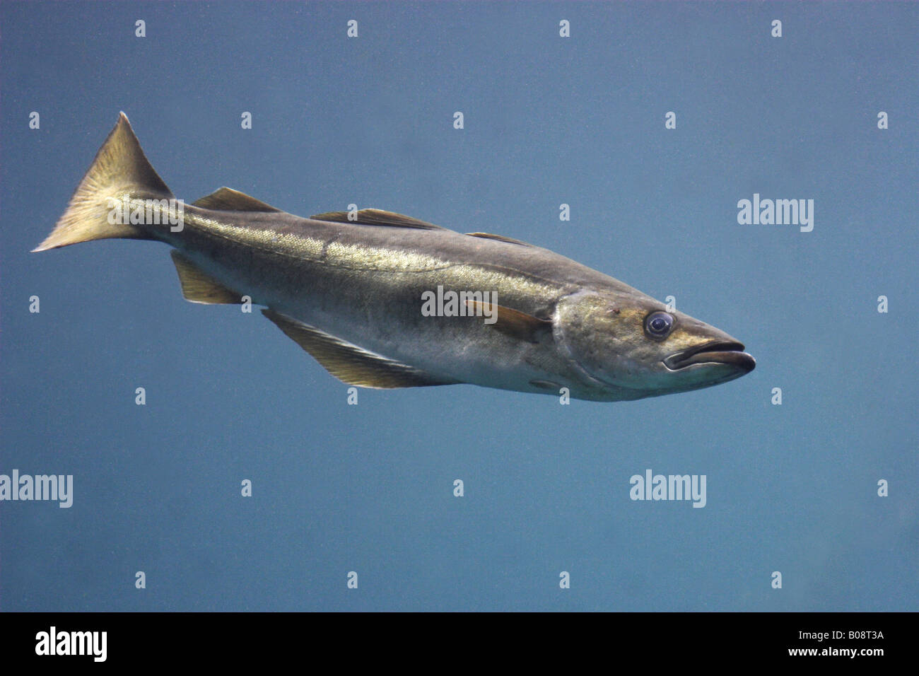 Pollack hi-res stock photography and images - Alamy