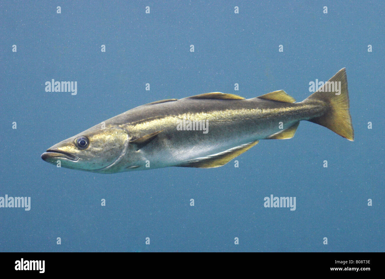 Pollack hi-res stock photography and images - Alamy