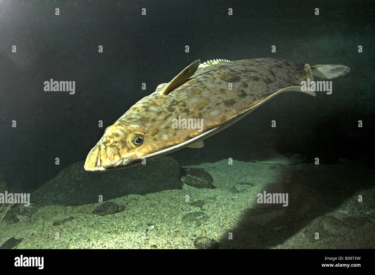 Atlantic halibut (Hippoglossus hippoglossus), single individual Stock ...