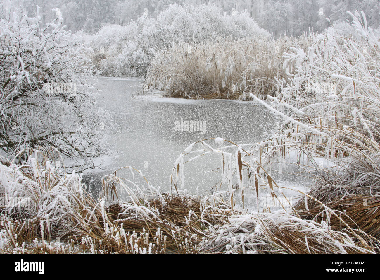 reed grass, common reed (Phragmites communis, Phragmites australis ...