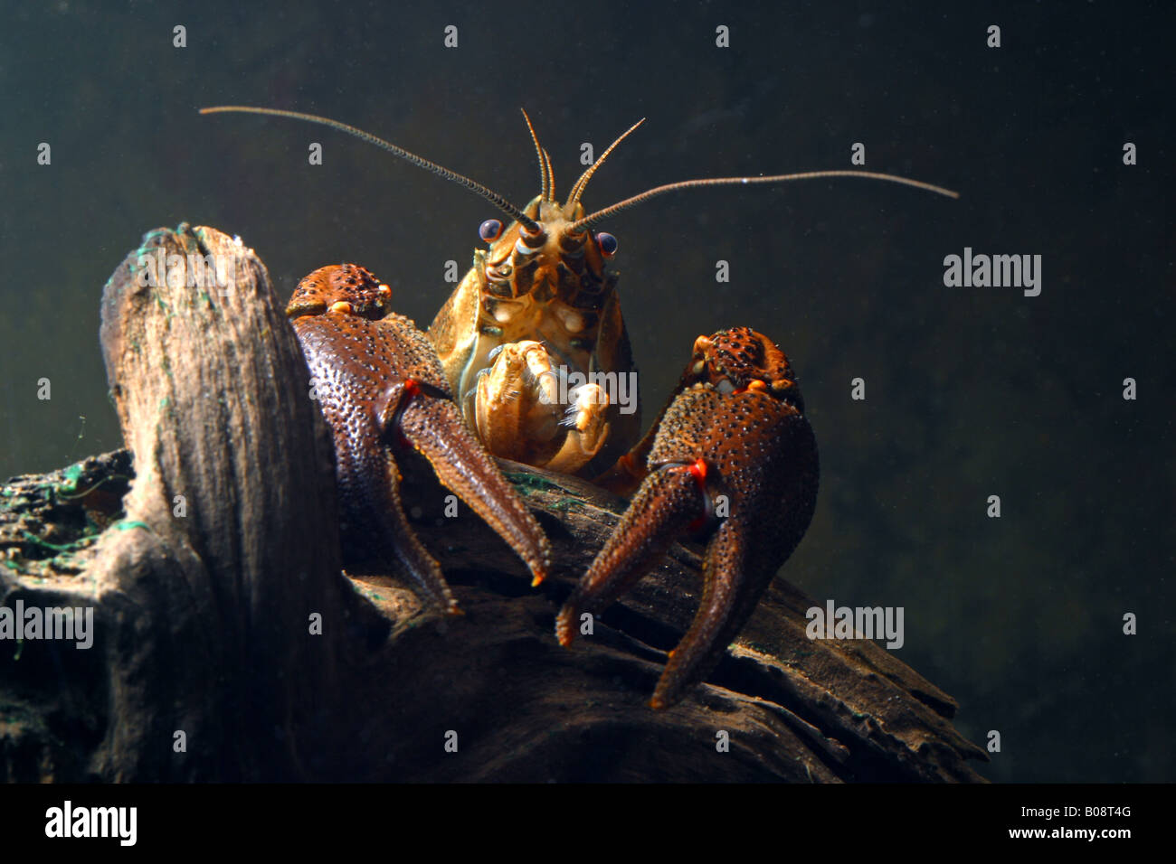 noble crayfish (Astacus astacus), portrait Stock Photo - Alamy