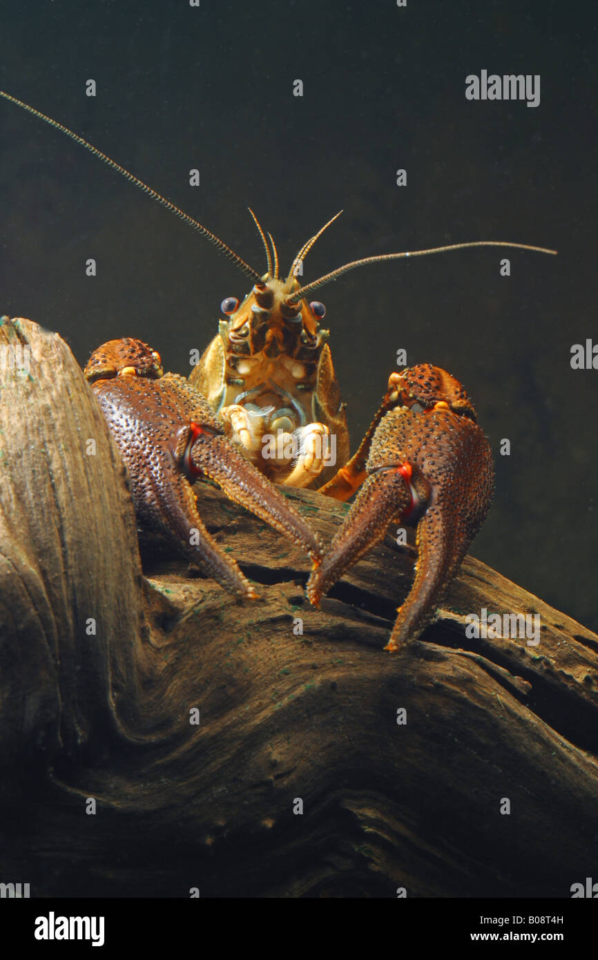 noble crayfish (Astacus astacus), portrait Stock Photo - Alamy