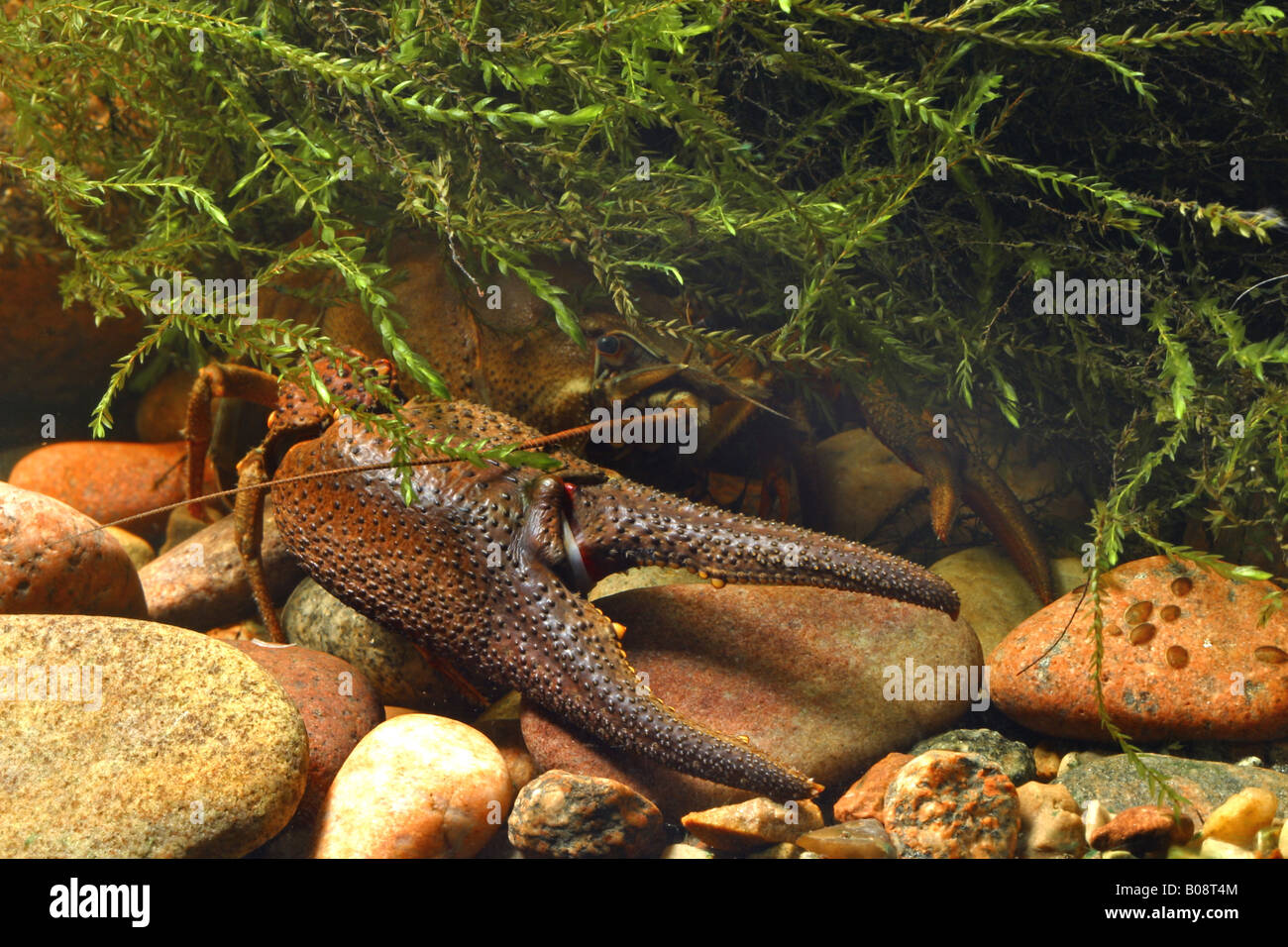 noble crayfish (Astacus astacus), with pebbles and waterweed Stock ...