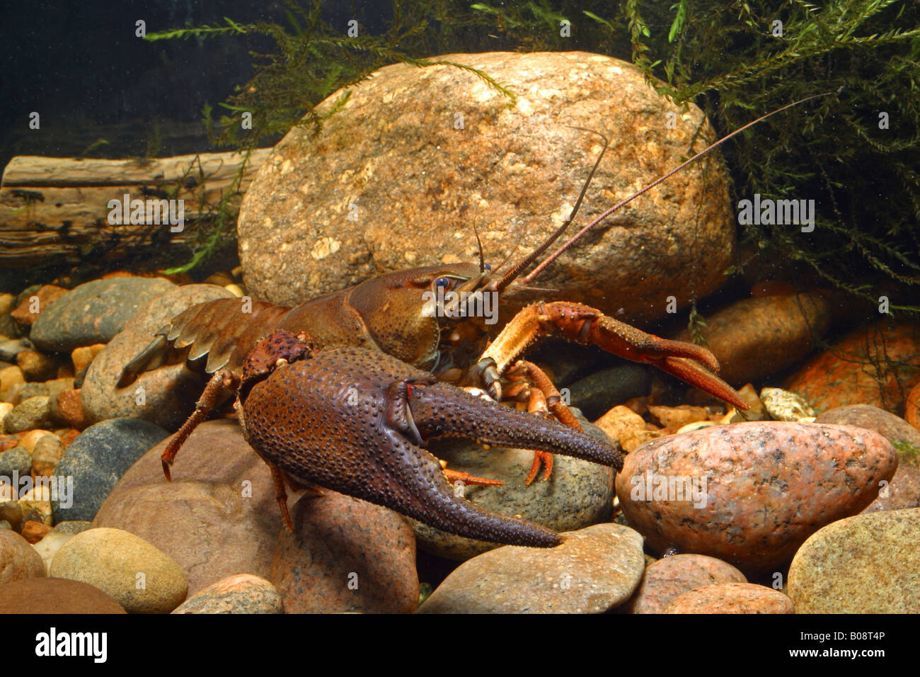 noble crayfish (Astacus astacus), with pebbles and waterweed Stock ...